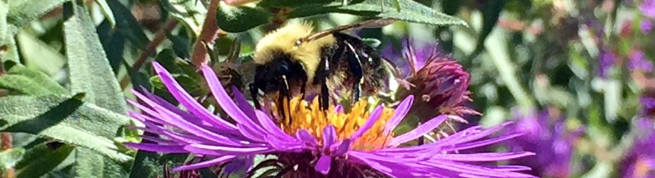 Illinois Native Pollinators – Lake To Prairie