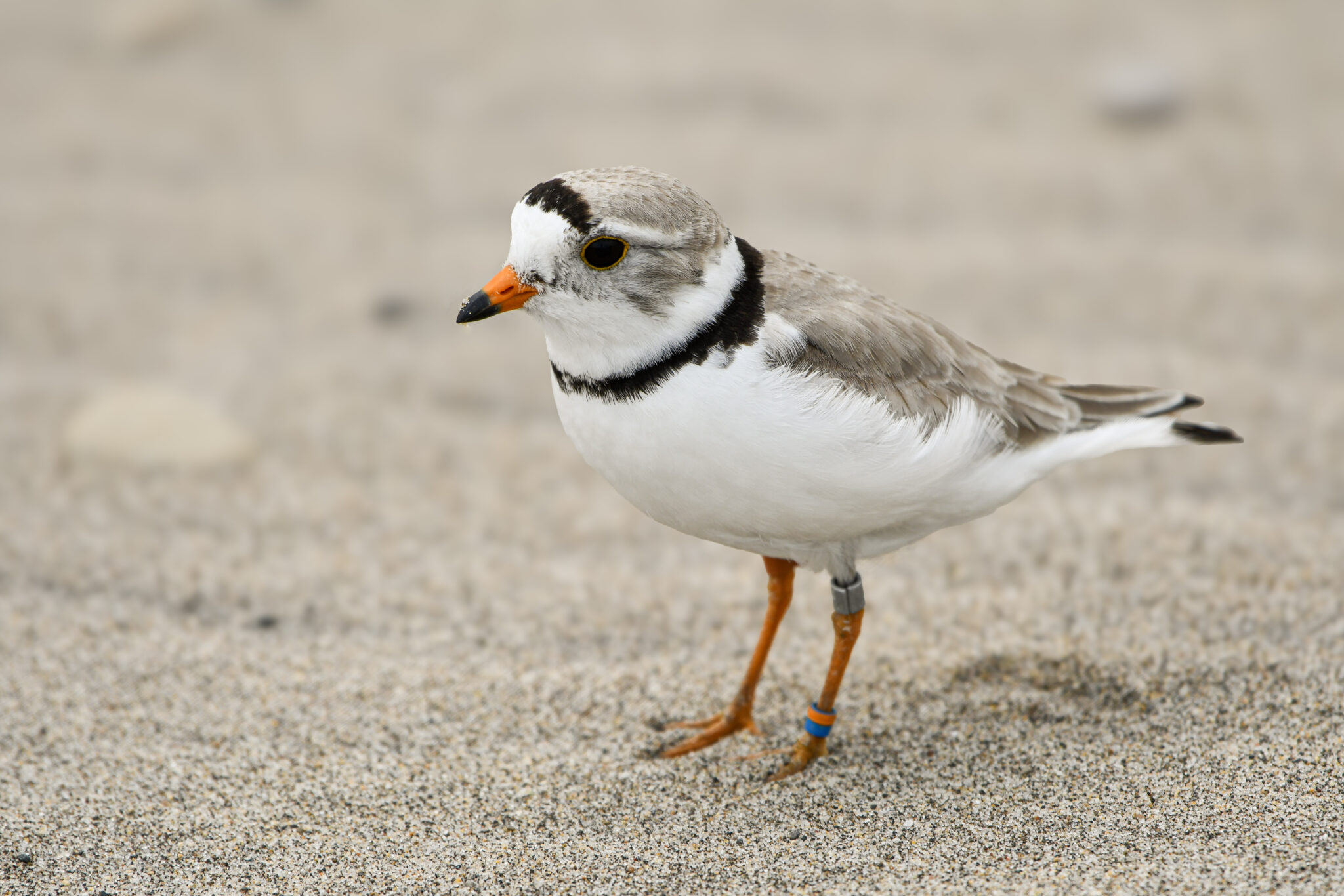 Sharing Our Shore and the Return of the Piping Plover to Waukegan Shores – Wild Ones Lake To ...
